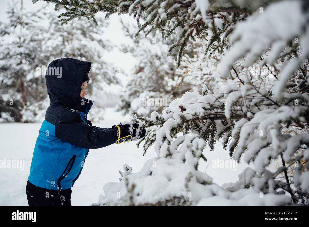Side view of young boy grabbing snowy tree branch in yard at hom Stock ...