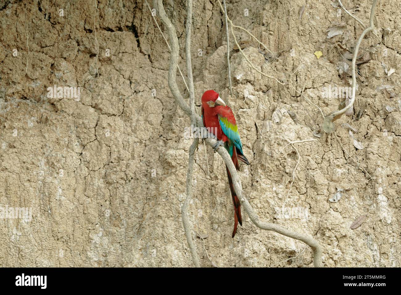 Rainforest avifauna hi-res stock photography and images - Alamy