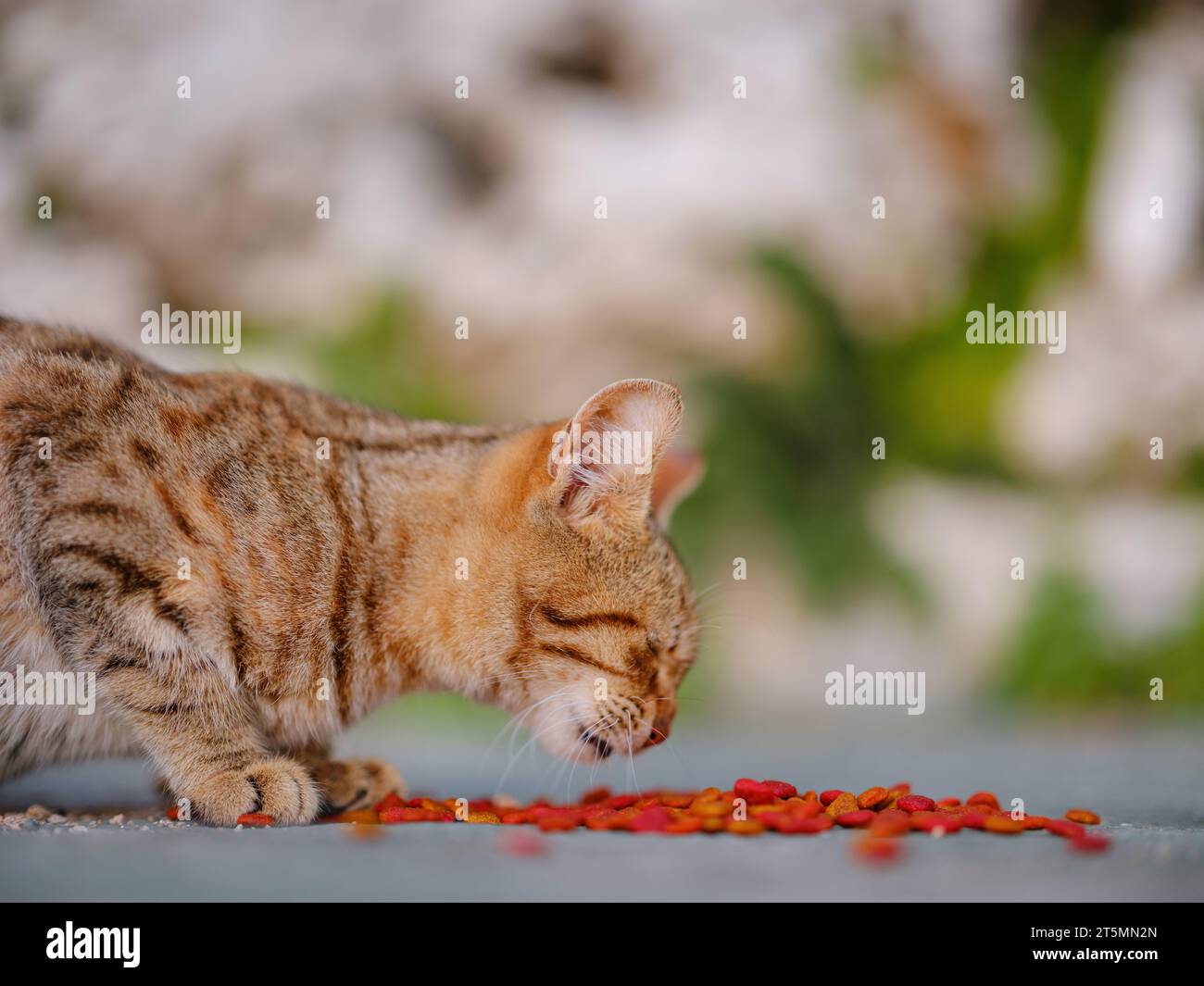 cats of Turkey, small resort town of Side with ancient Greek ruins ...