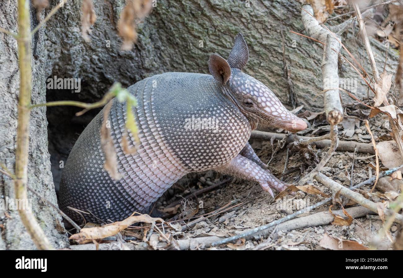 Armadillo burrow hi-res stock photography and images - Alamy
