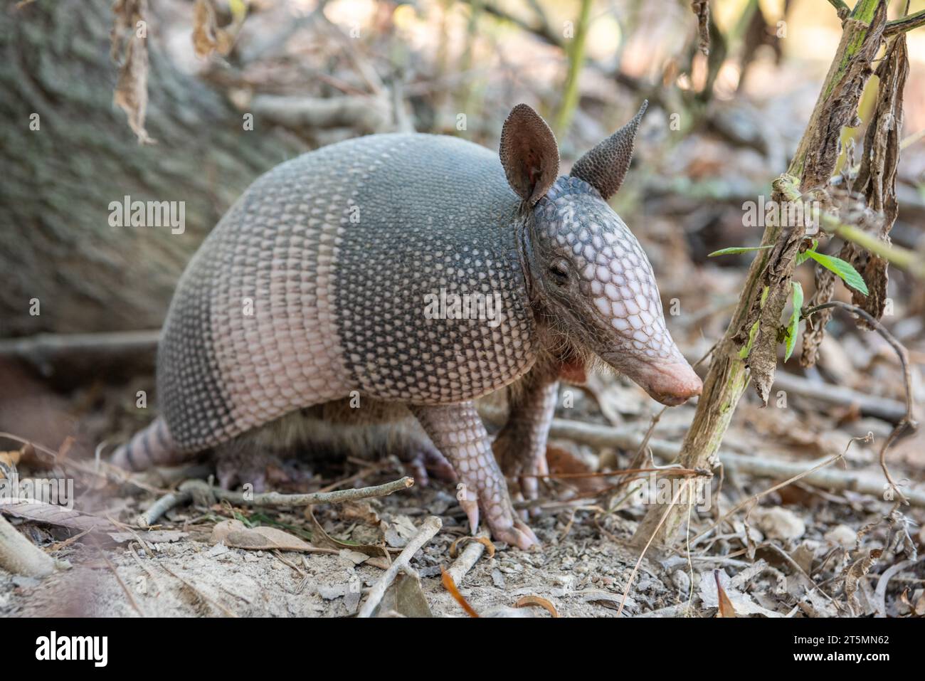 Panzerschwein hi-res stock photography and images - Alamy
