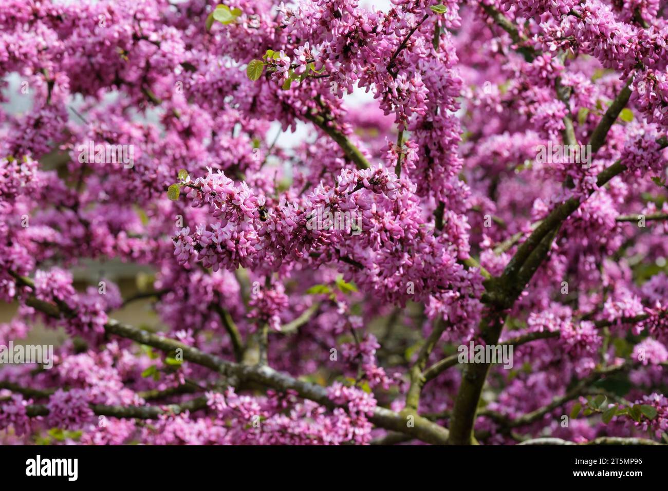 Cercis siliquastrum, Judas tree, Judas-tree, deep pink flowers in ...