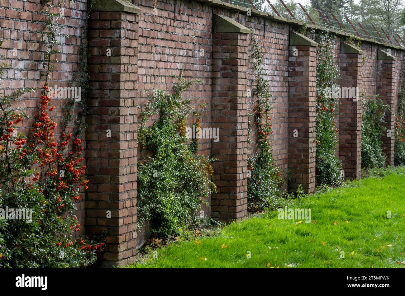 garden wall made of red brick with butresses and shrubs Stock Photo - Alamy
