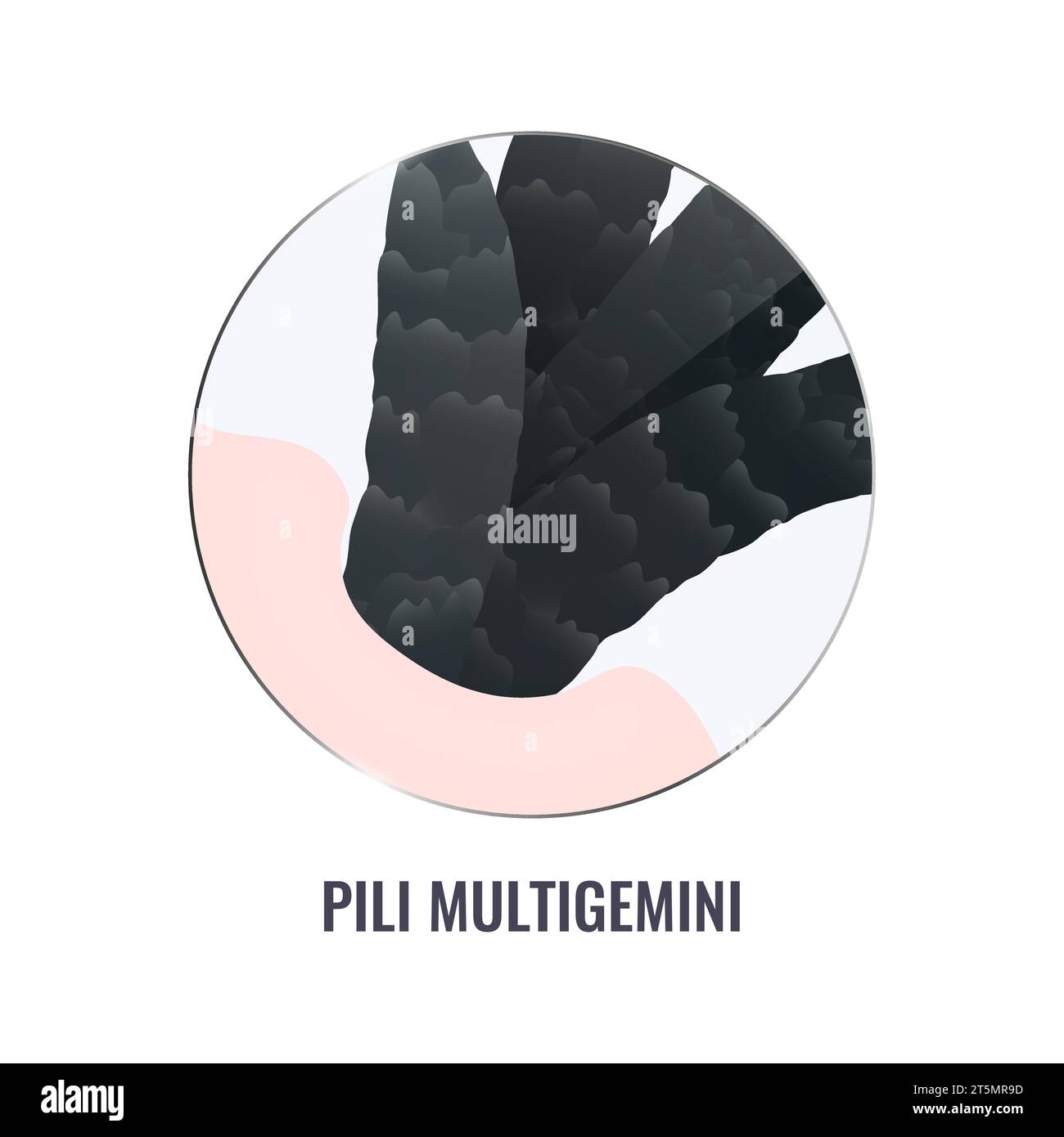Pili multigemini hi-res stock photography and images - Alamy