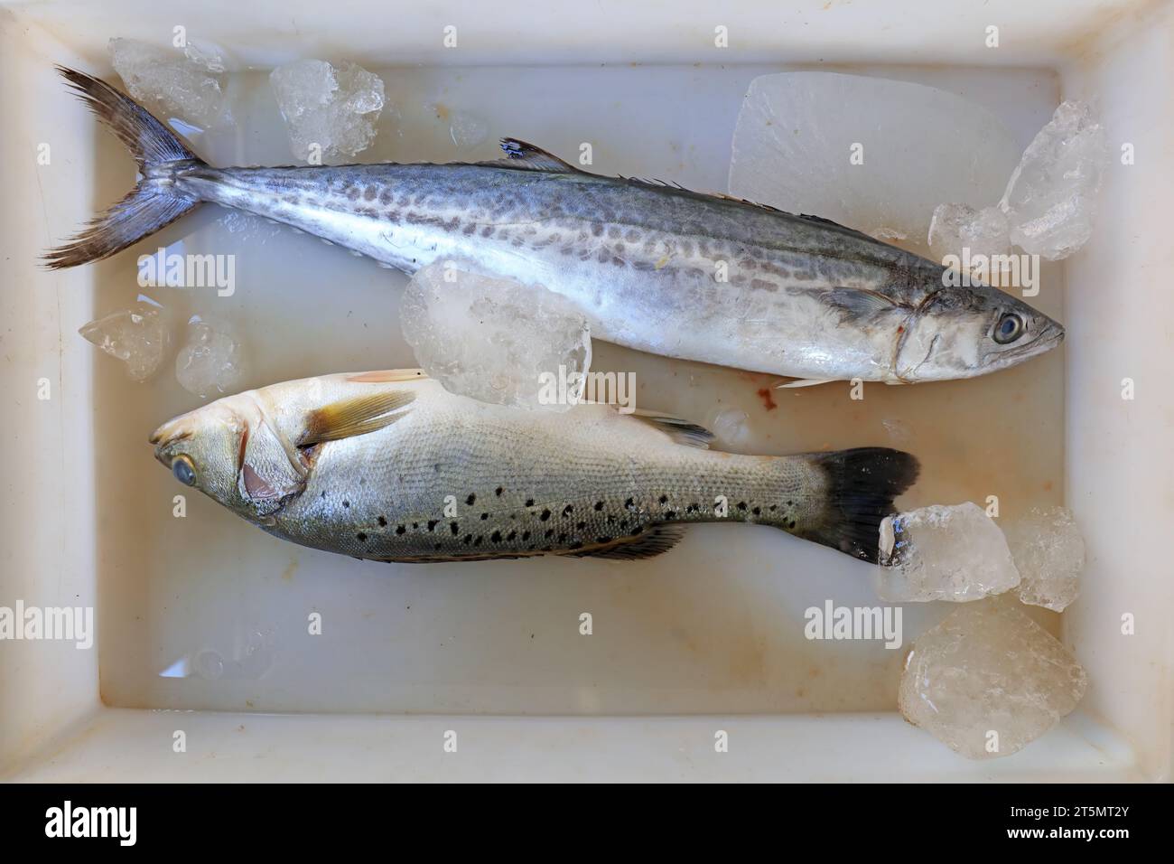 Fresh fish in the pool Stock Photo - Alamy
