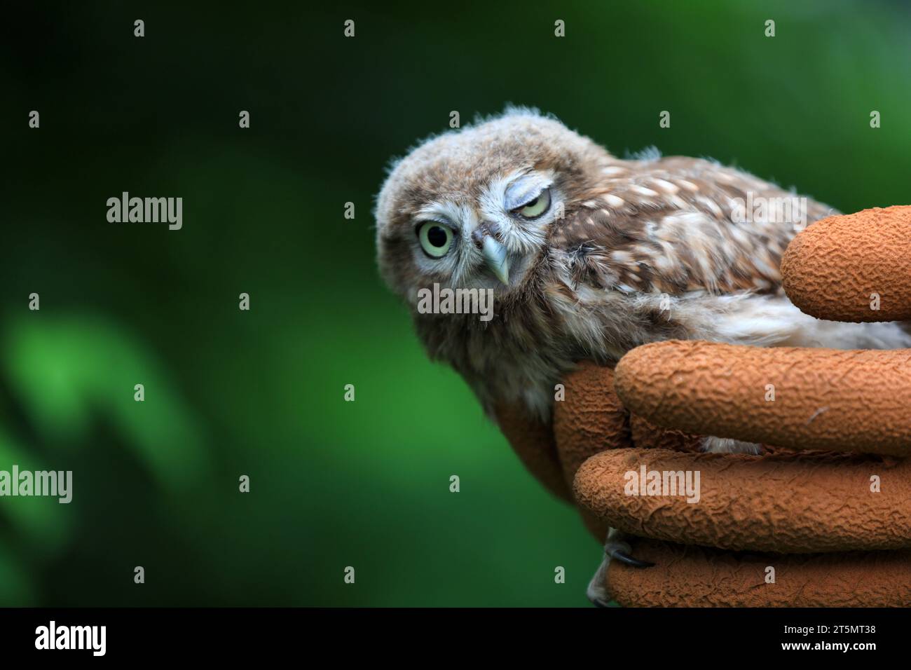 Owl Juvenile in the wild, close-up photos Stock Photo - Alamy
