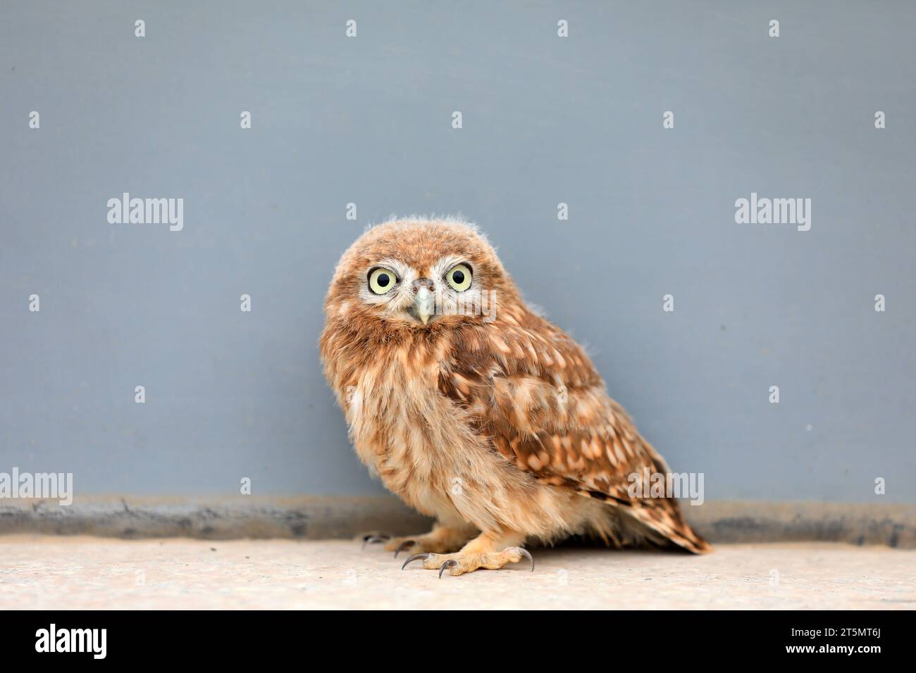Owl Juvenile in the wild, close-up photos Stock Photo - Alamy
