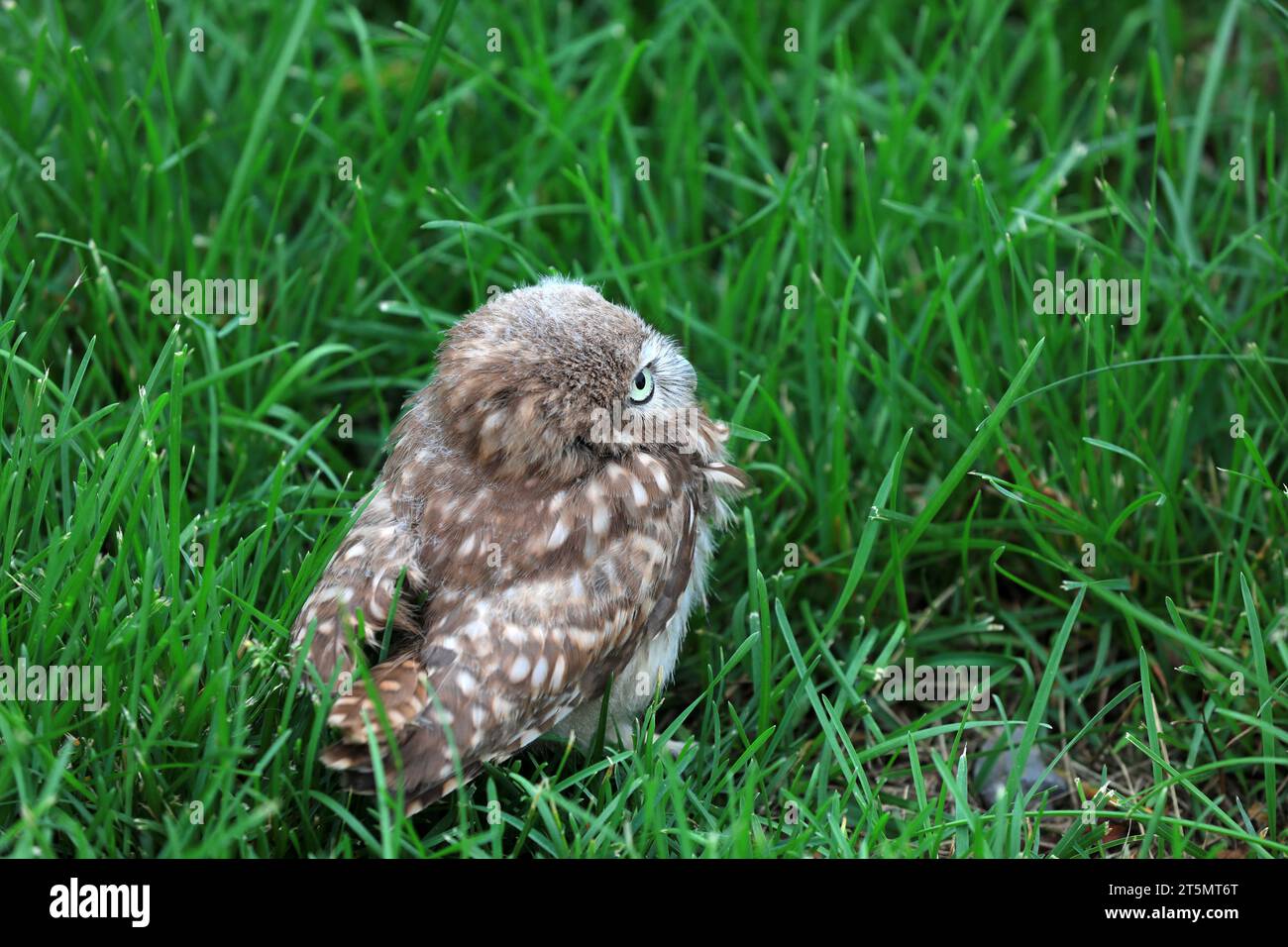 Owl Juvenile in the wild, close-up photos Stock Photo - Alamy