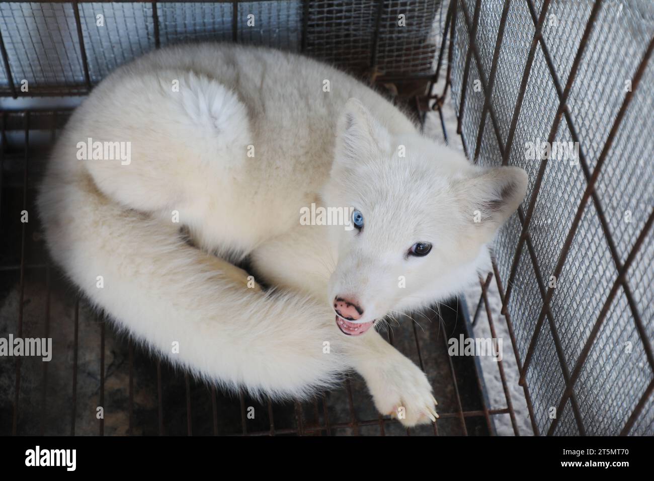 Fox in cage fur farm hi-res stock photography and images - Alamy