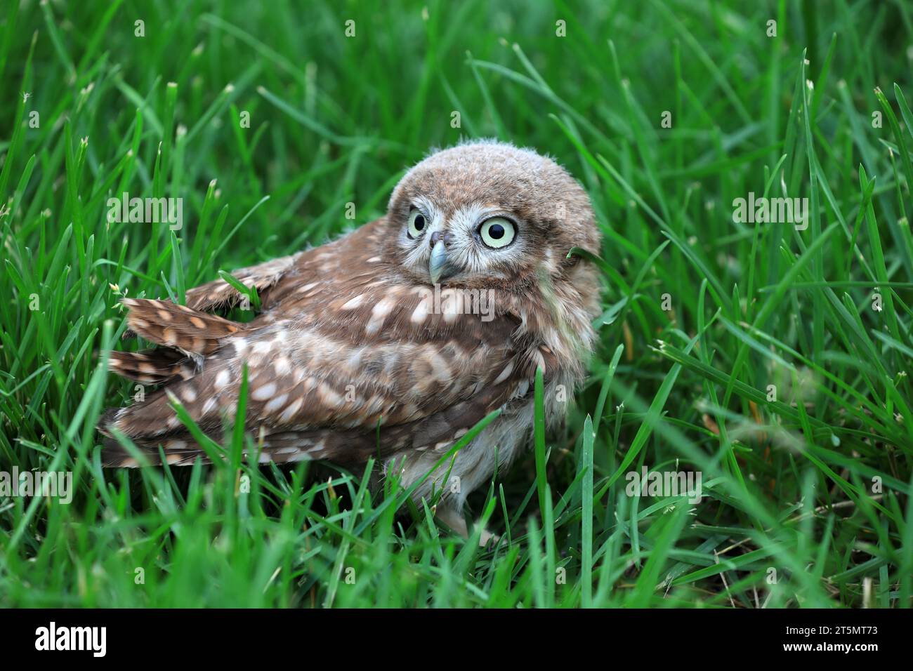 Owl Juvenile in the wild, close-up photos Stock Photo - Alamy