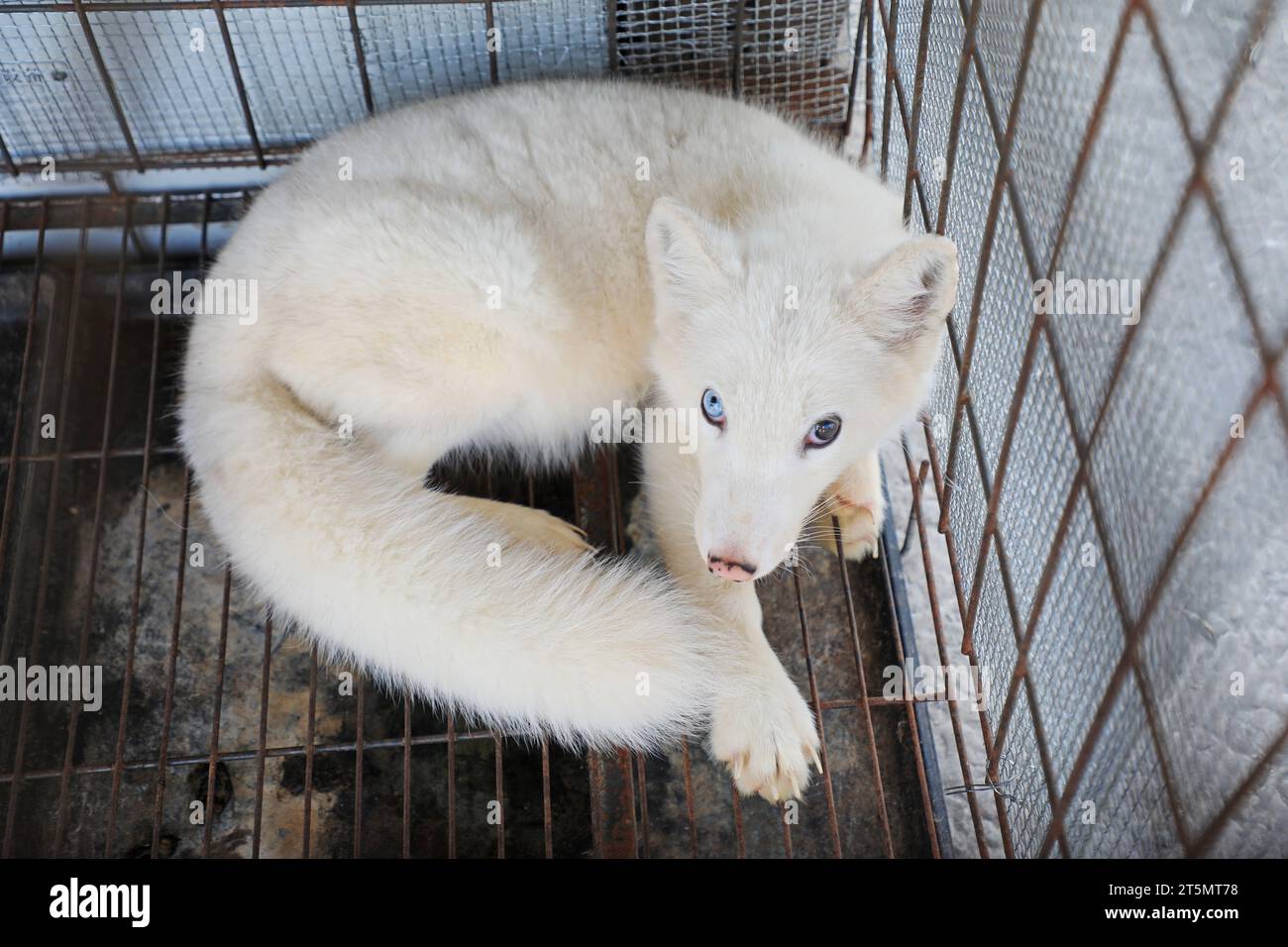 Fox in cage fur farm hi-res stock photography and images - Alamy