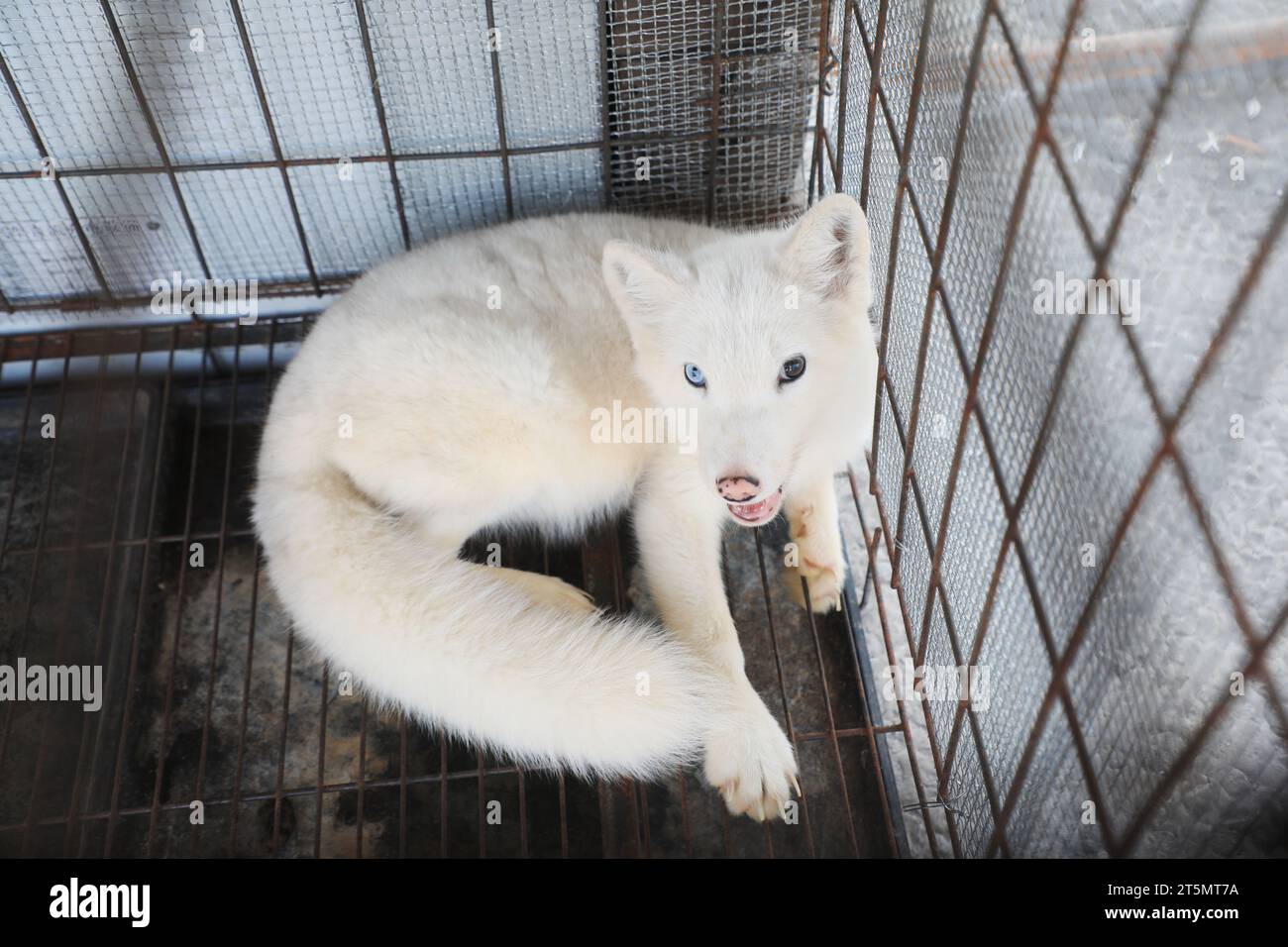 Fur farm china hi-res stock photography and images - Alamy