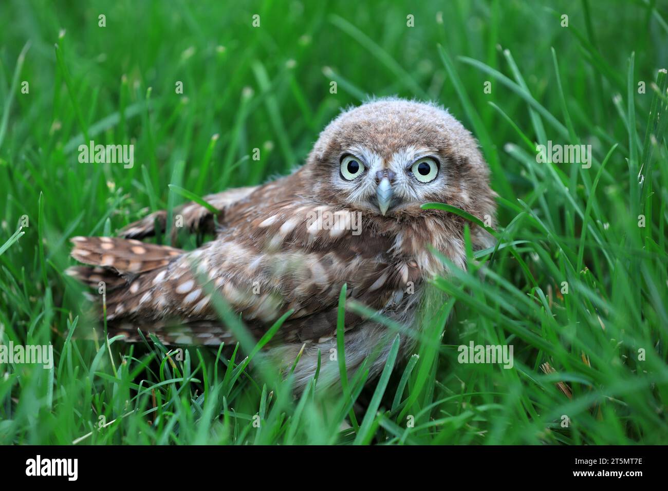 Owl Juvenile in the wild, close-up photos Stock Photo - Alamy