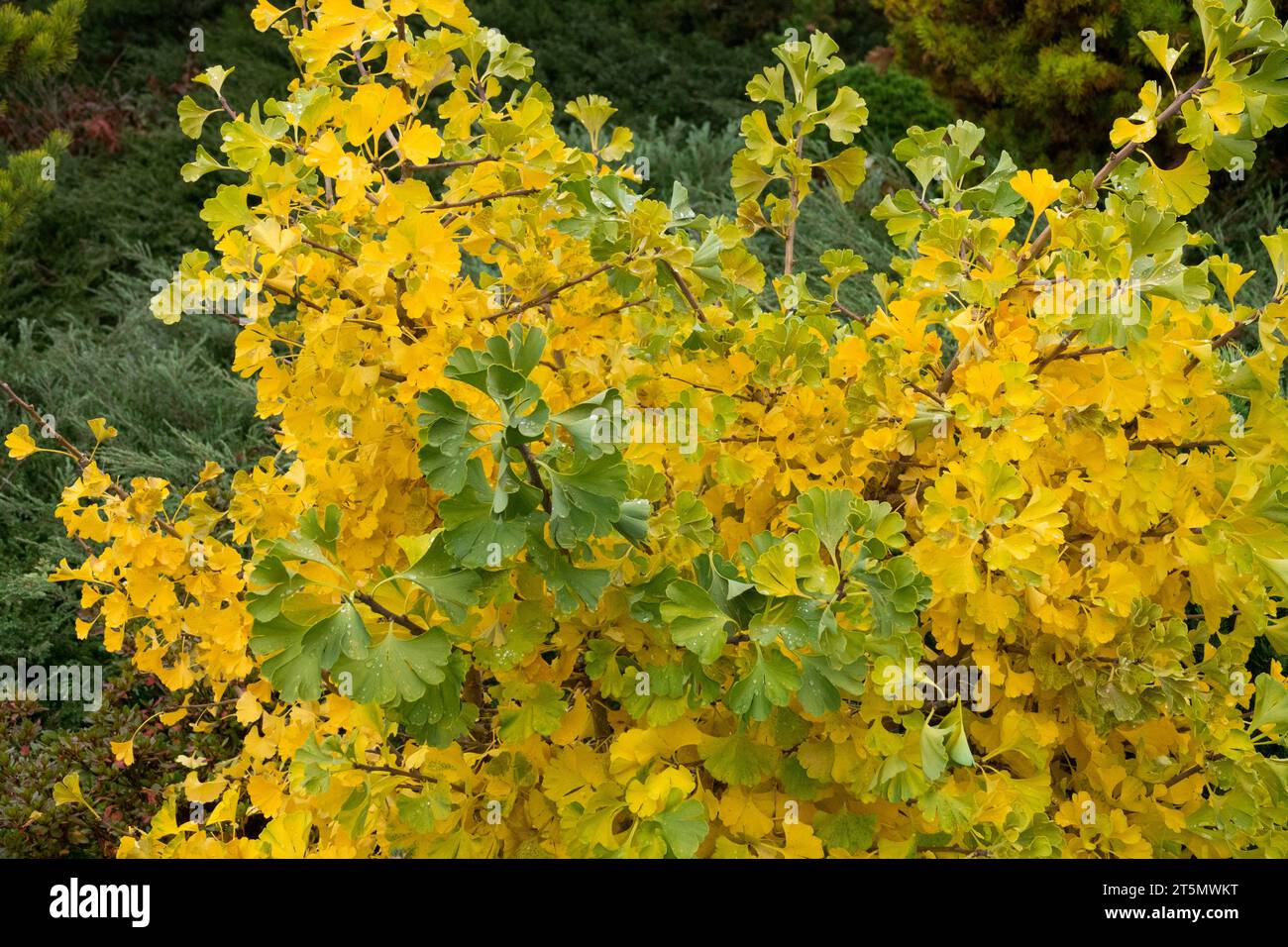 Everton broom hi-res stock photography and images - Alamy