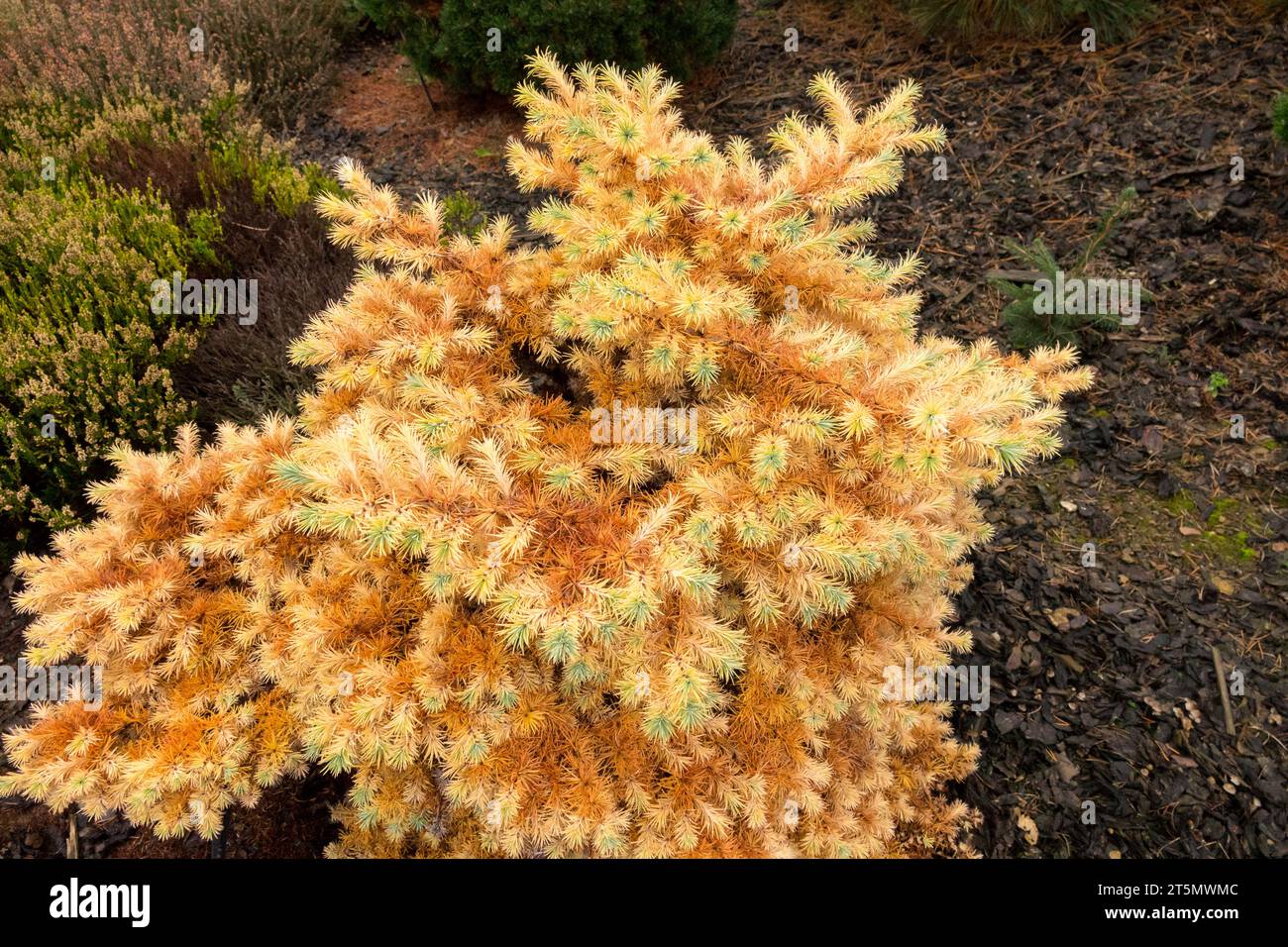 Dwarf japanese larch tree hi-res stock photography and images - Alamy
