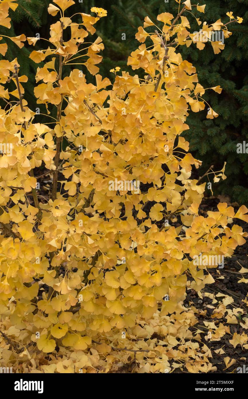 Maidenhair in autumn hi-res stock photography and images - Alamy