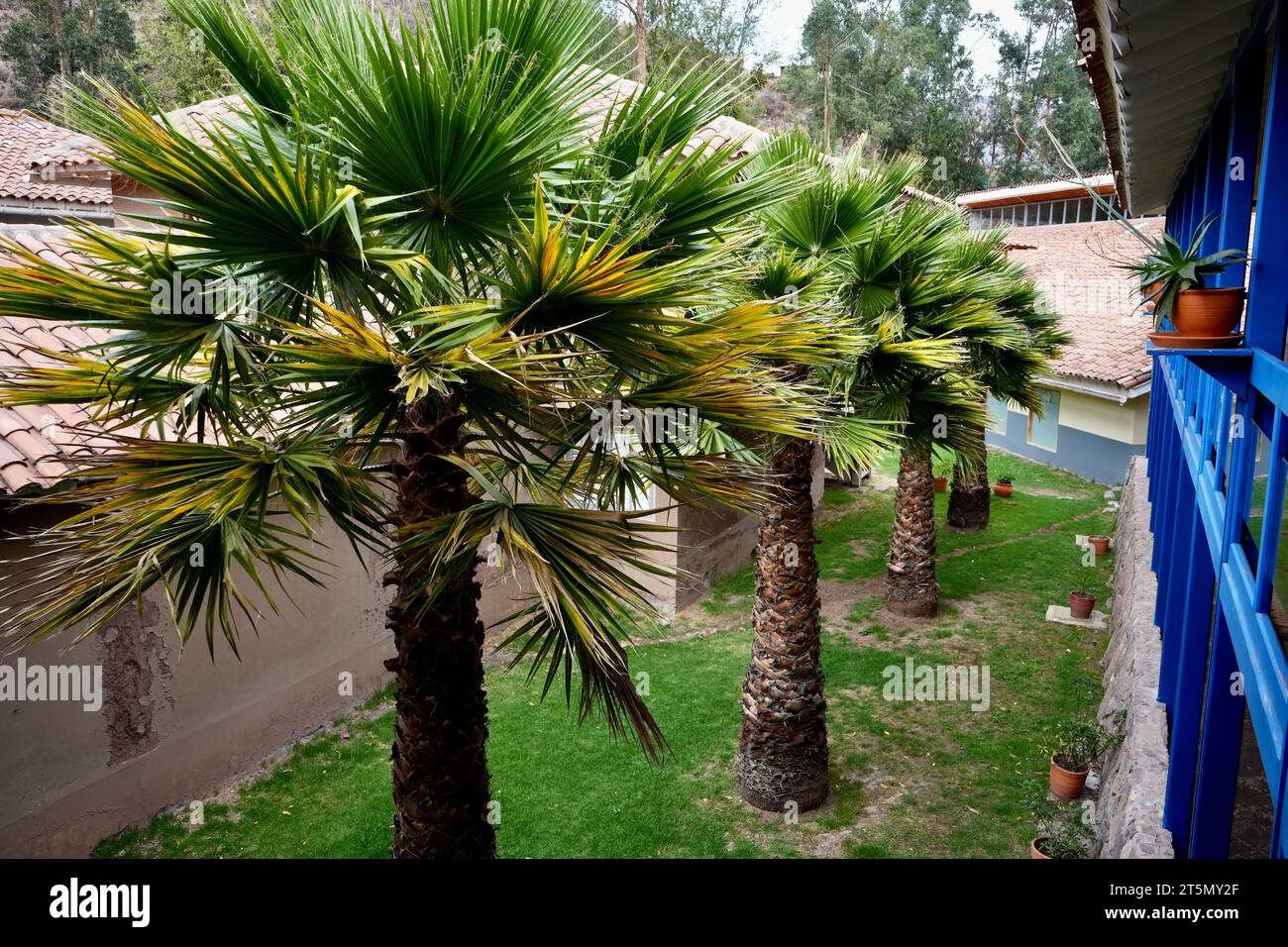 Row of 4 Palm Trees next to a building with blue windows Stock Photo ...