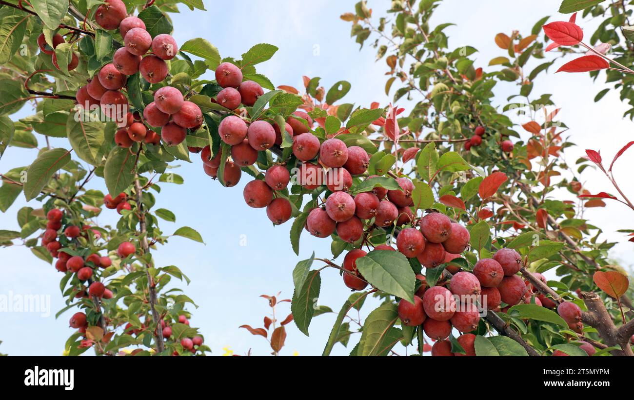 Begonia fruit on the branch Stock Photo - Alamy
