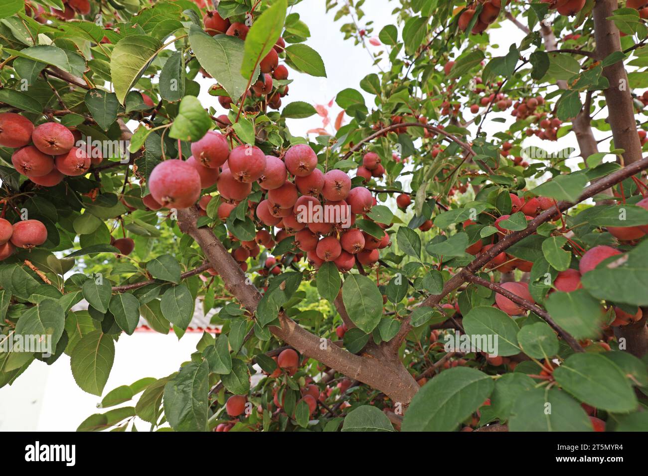 Begonia fruit on the branch Stock Photo - Alamy