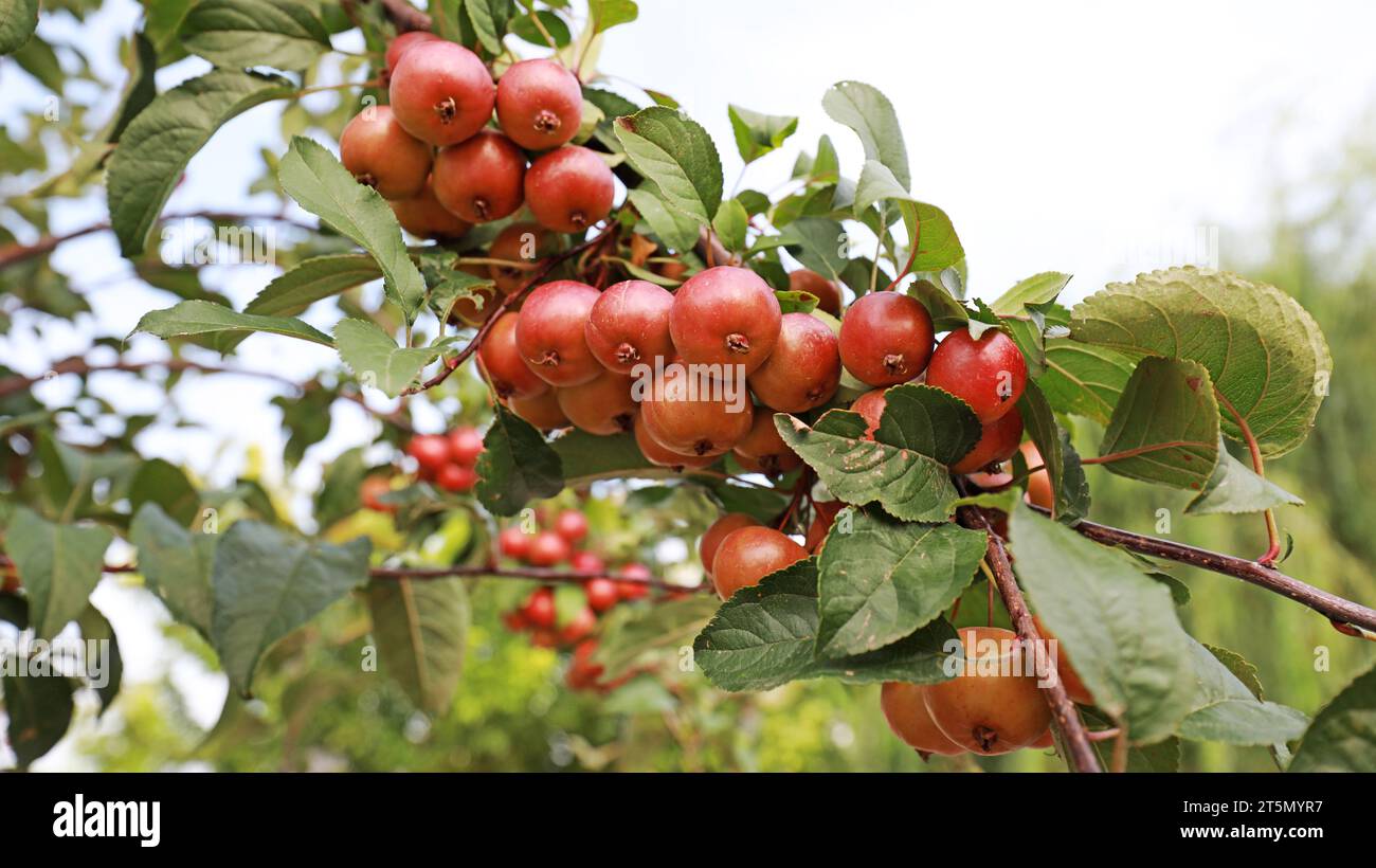 Begonia fruit on the branch Stock Photo - Alamy
