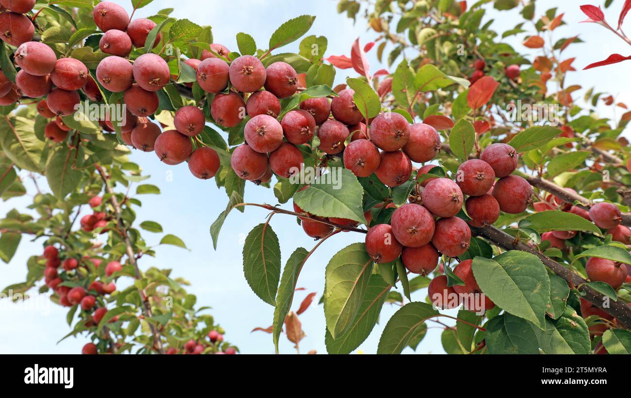 Begonia fruit on the branch Stock Photo - Alamy