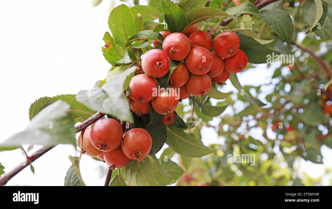 Begonia fruit on the branch Stock Photo - Alamy