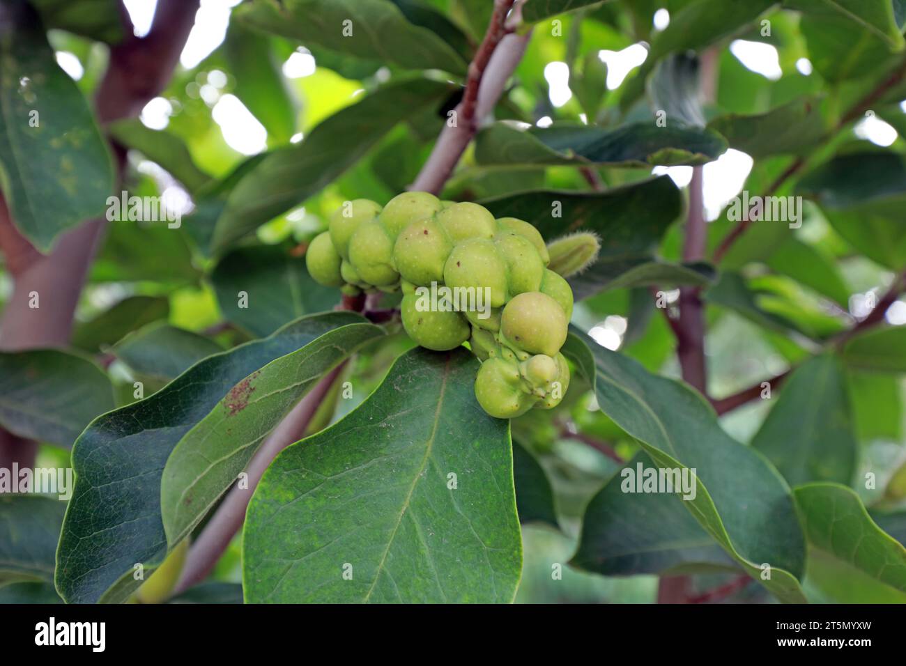 Magnolia fruit on branches, North China Stock Photo - Alamy
