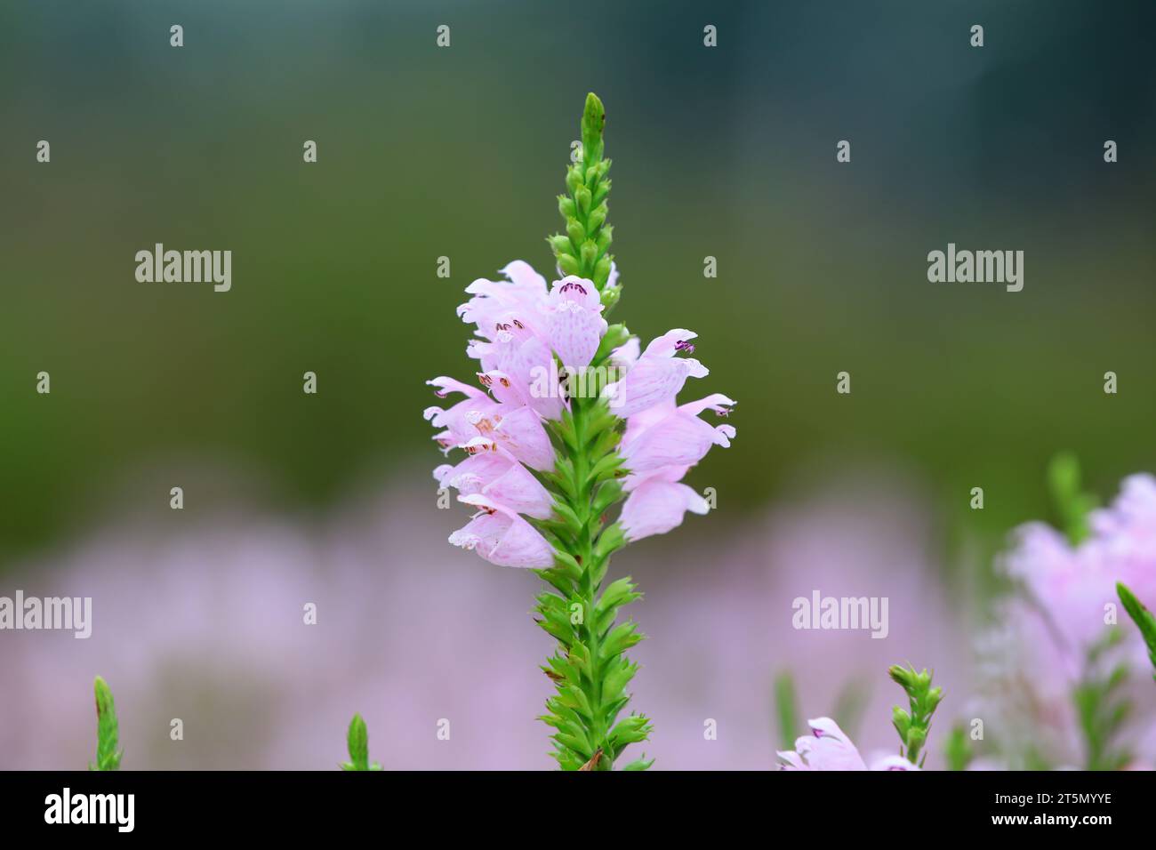 Labiatae perennial perennial perennial herbs Stock Photo - Alamy