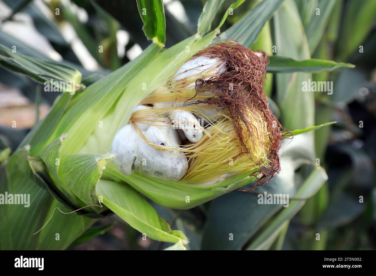 Corn Rhizoctonia ear rot, closeup of photo Stock Photo - Alamy