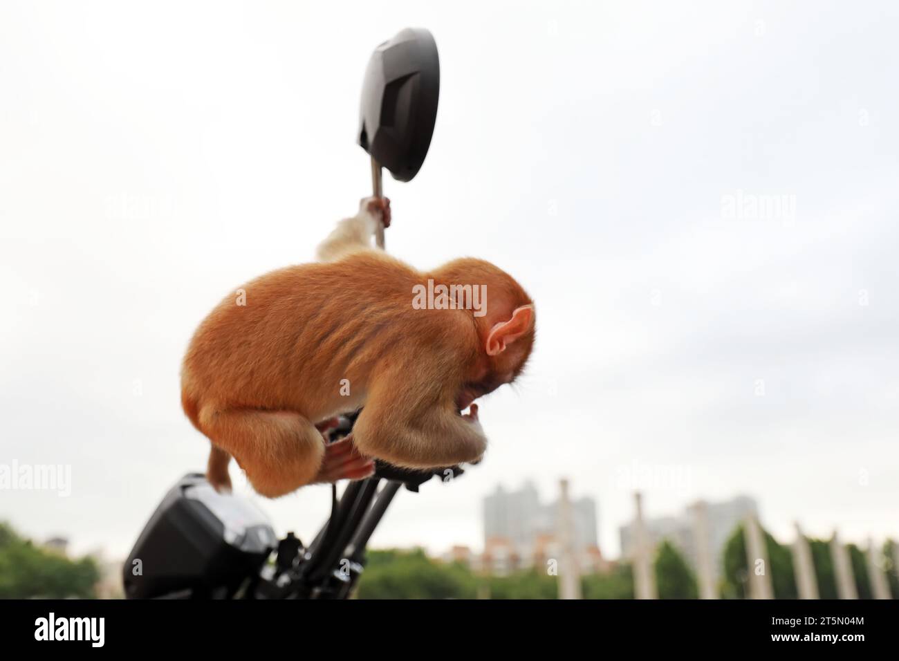 A pet monkey plays on a motorcycle in Luannan County, Hebei Province ...