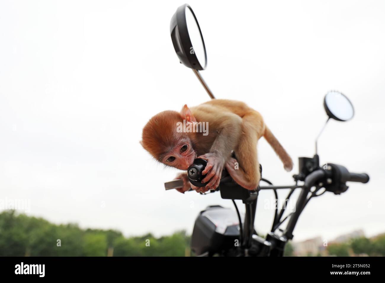 A pet monkey plays on a motorcycle in Luannan County, Hebei Province ...