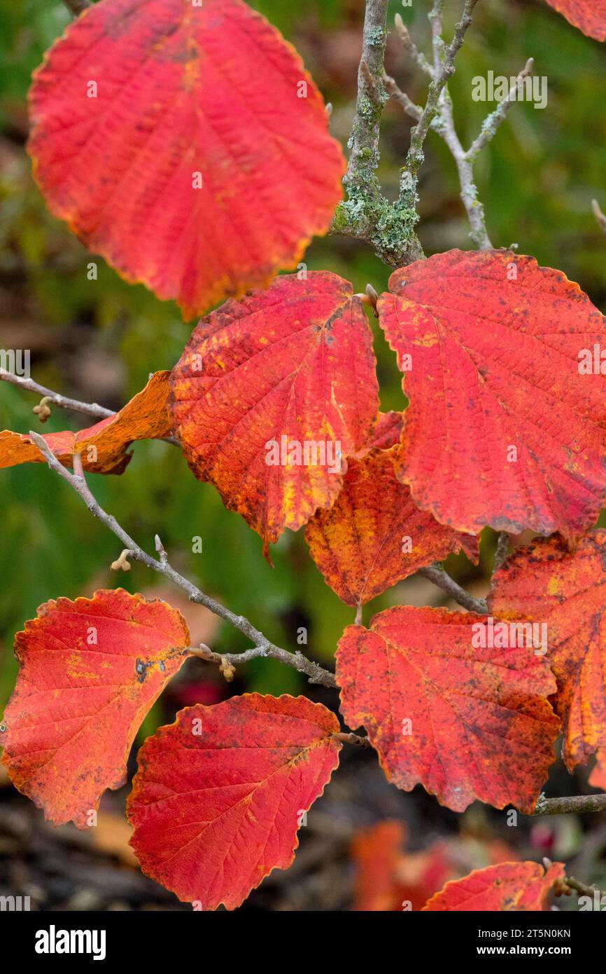 Red, leaves, autumnal, color, Plant, Witch hazel, Hamamelis x ...