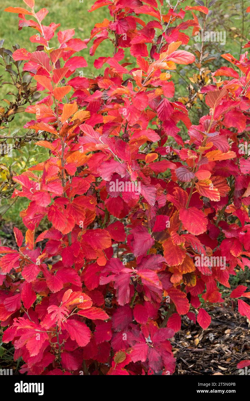 Red, Ozark Witch Hazel, Hamamelis vernalis "Sandra Stock Photo - Alamy