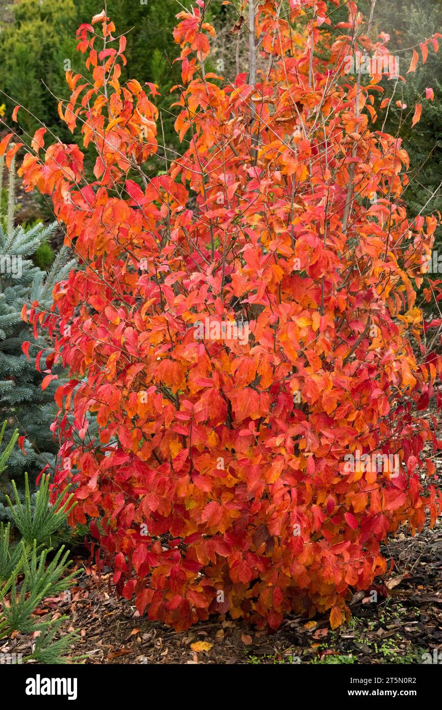 Autumn, Foliage, Irontree, Parrotia persica "Persian Spire", Shrub in ...
