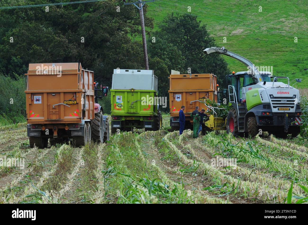 Forage harvester harvesting maize silage on a Dorset hillside Stock ...