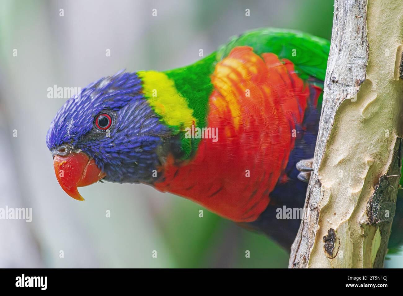 coconut lorikeet, (Trichoglossus haematodus), head portrait Stock Photo ...