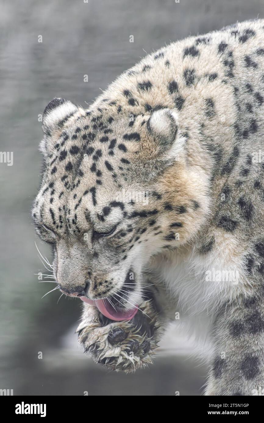 Snow Leopard, (Panthera uncia), licking his paw, cleaning time Stock ...