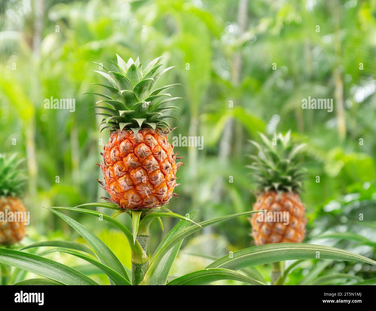 Pineapple fruit on top of its mother plant in the field. Blurred green nature background Stock ...