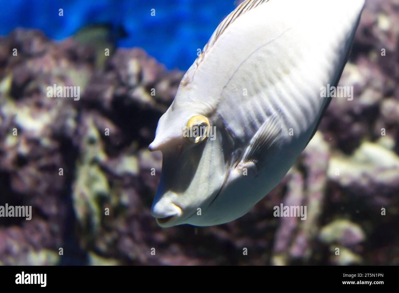 Bluespine unicornfish (Naso unicornis), also known as the short-nose ...