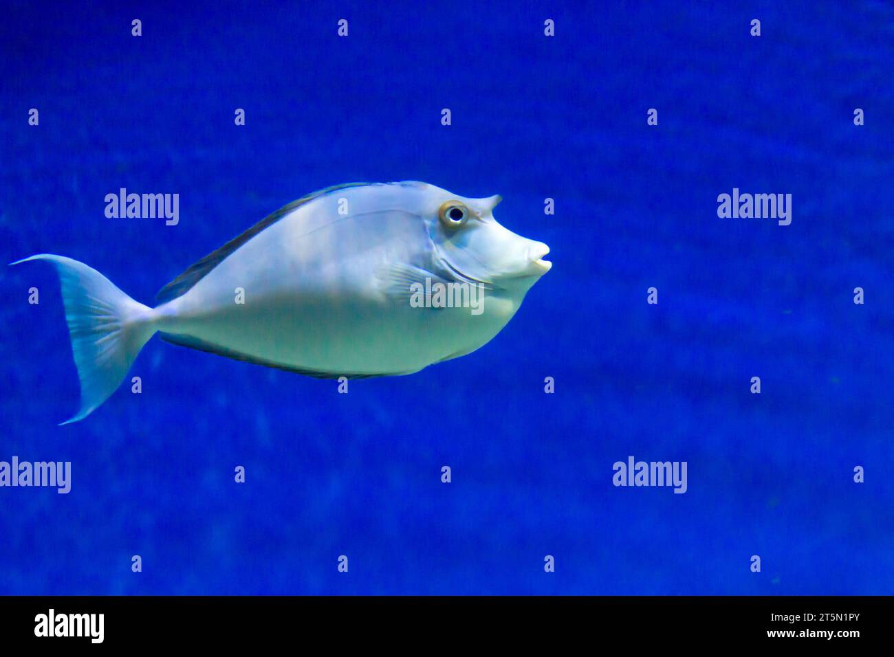 Bluespine unicornfish (Naso unicornis), also known as the short-nose ...