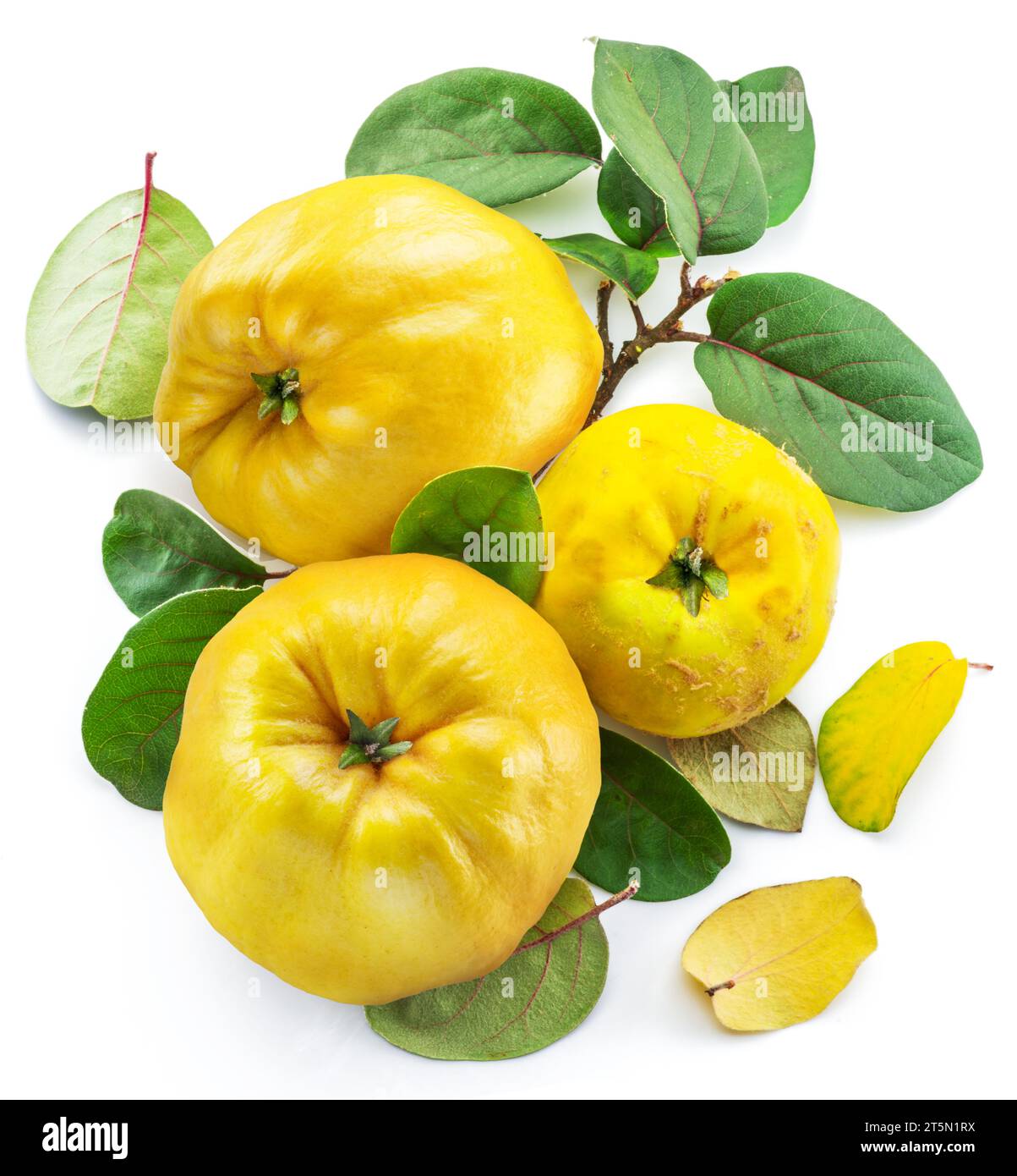 Ripe quinces leaves on Cut Out Stock Images & Pictures - Alamy