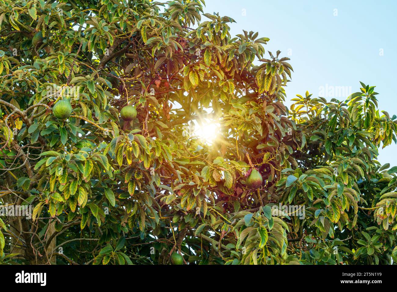 Ripe avocado fruits on the branches of an avocado tree on a sunny ...