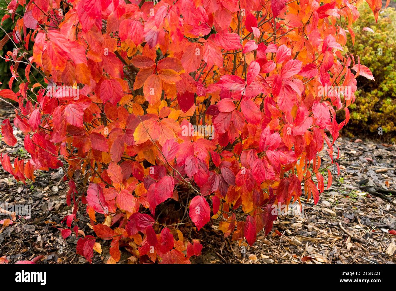 Red Parrotia persica "Persian Spire", Persian Ironwood, Autumn Stock ...