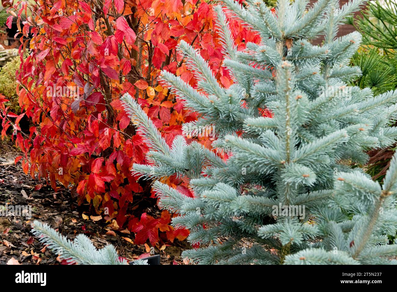 Silver, Red, Garden, Trees, Autumnal, Colour, Persian Witch Hazel ...