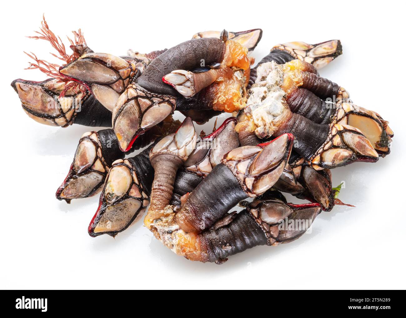 Raw goose barnacles close up isolated on white background Stock Photo ...