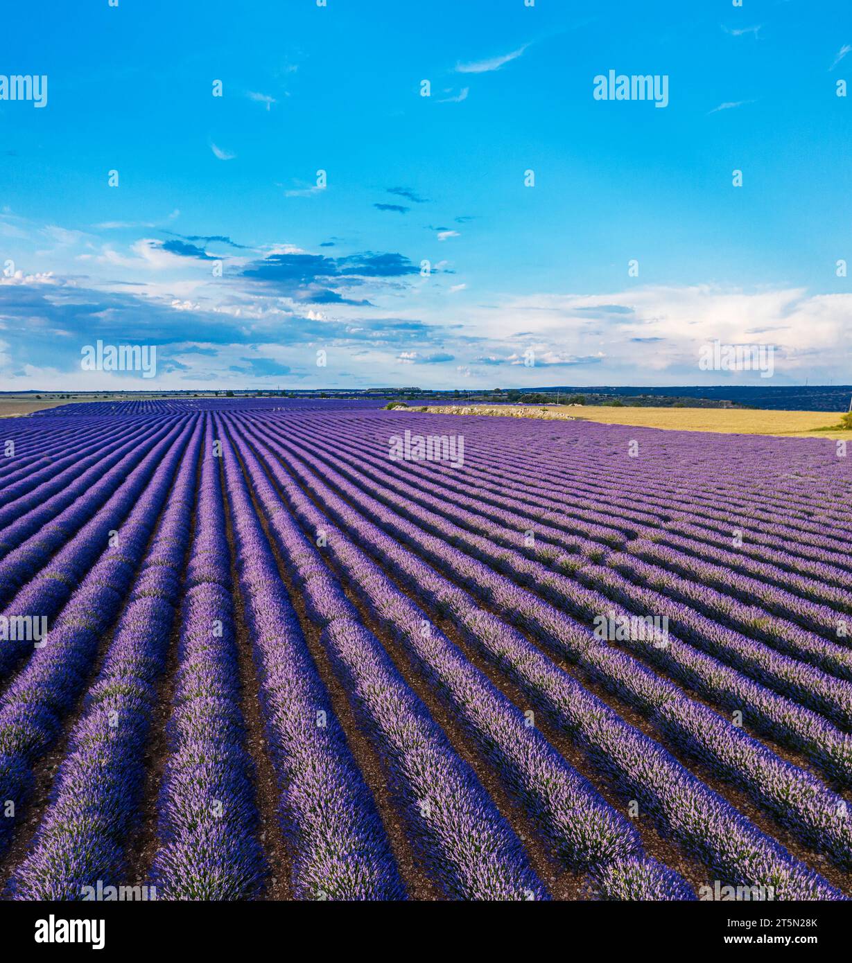 Lavender field in blossom. Rows of lavender bushes and beautiful ...