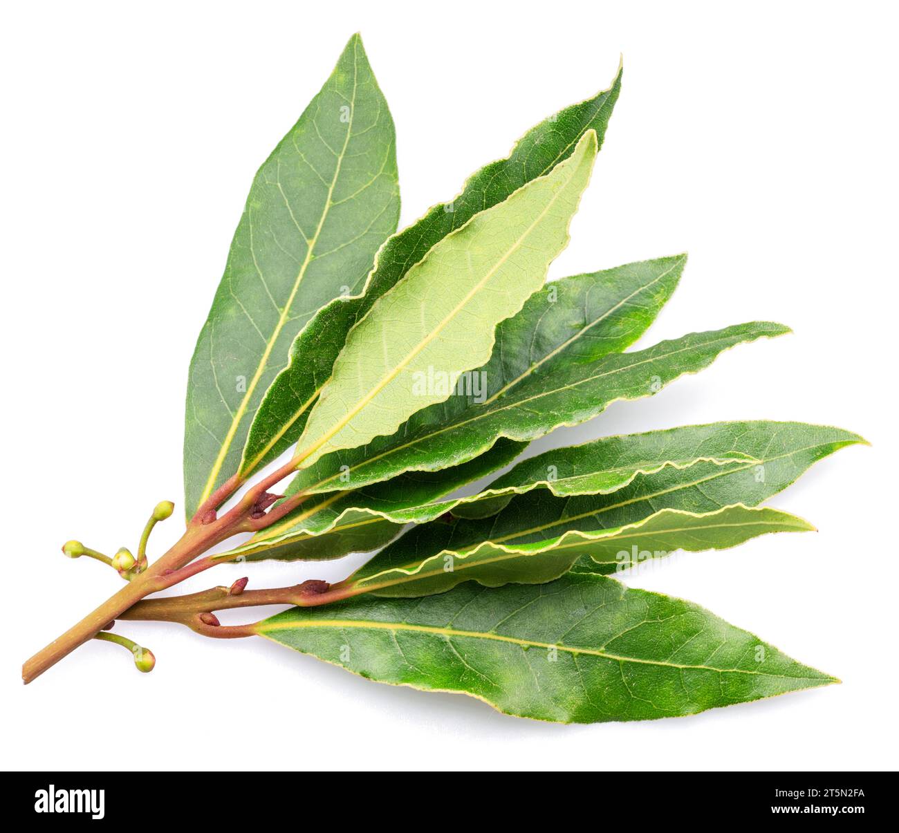 Bunch of green fresh bay leaves isolated on white background. Bay ...