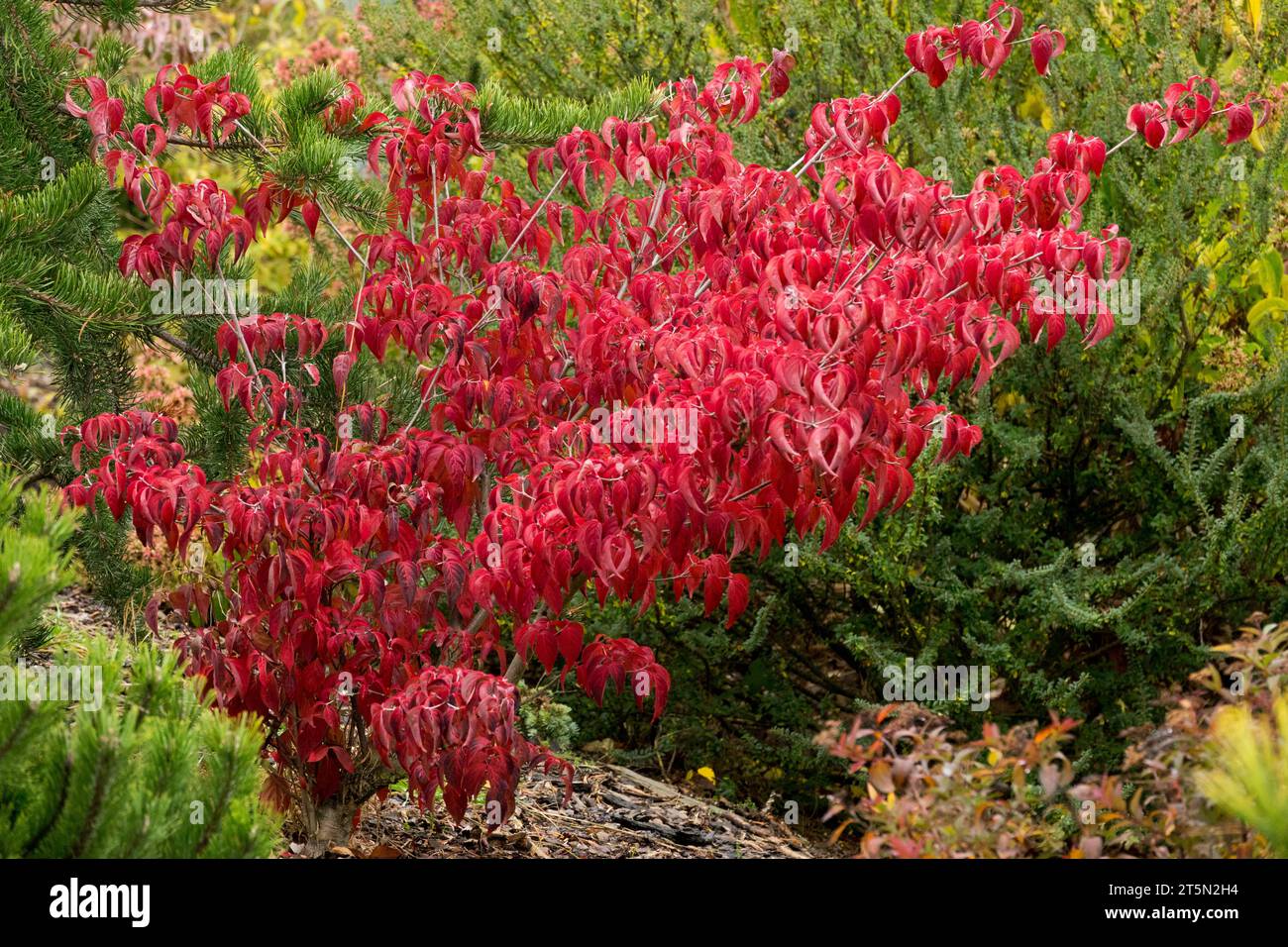 Eastern Dogwood, Cornus florida, Foliage, Autumn, Red, Cornus florida ...