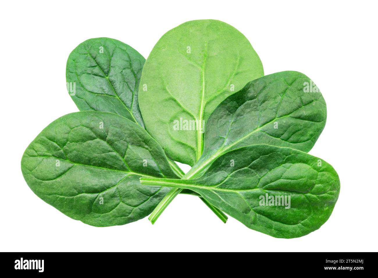 Spinach leaves isolated on white background Stock Photo - Alamy