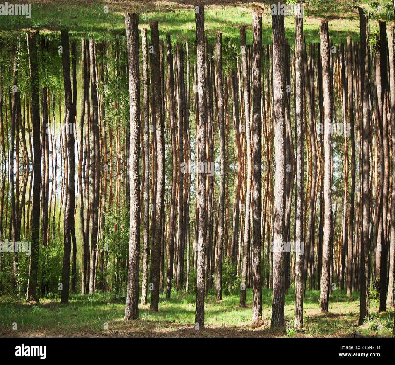 Fairy-tale summer forest, tree trunks grow from the ground into the ...